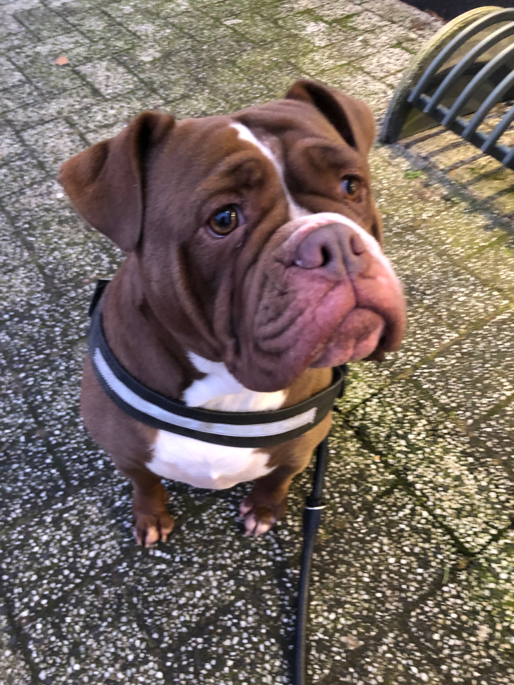 My Doggo – Somewhat Patchy