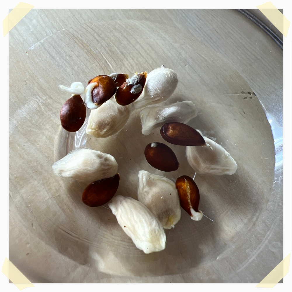 Operation Tree Power – Somewhat Patchy