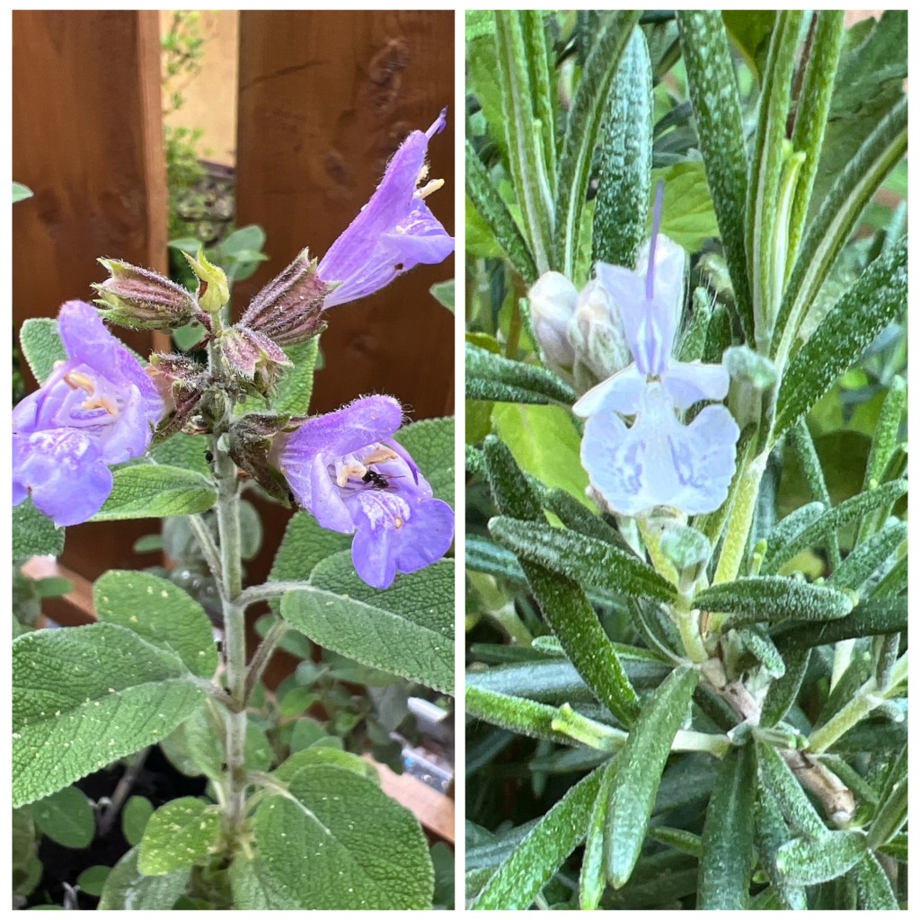 Rosemary & Sage – Somewhat Patchy