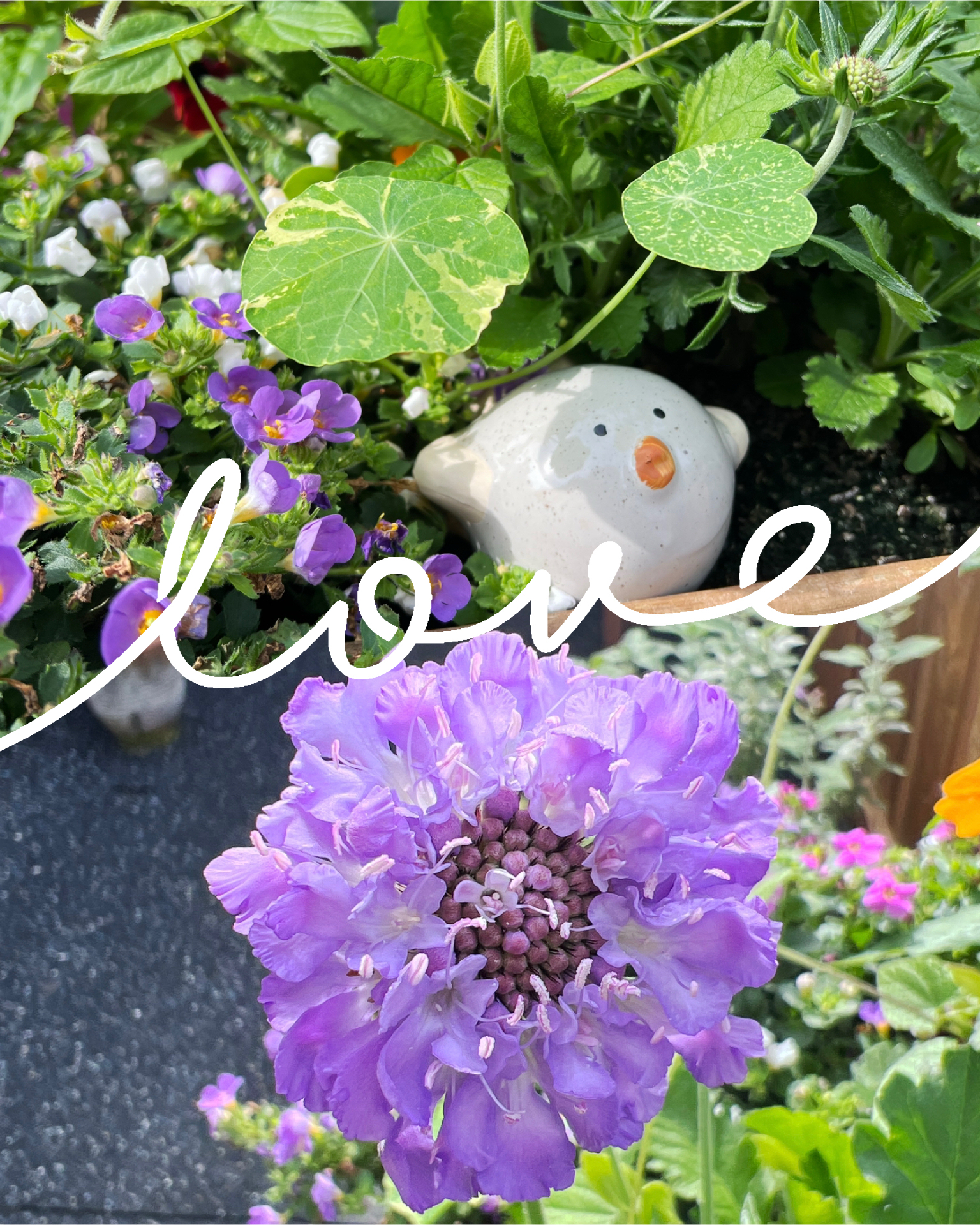 Blooming Monday – Somewhat Patchy